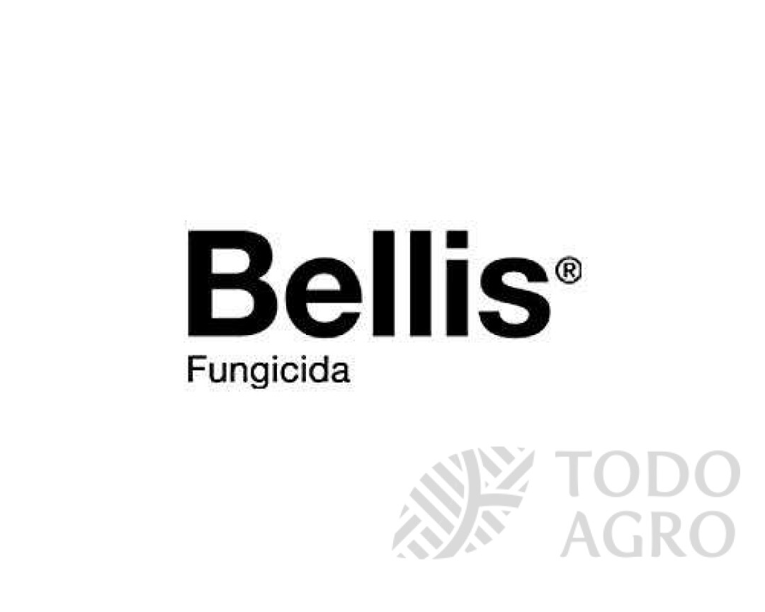 Bellis® | TODO AGRO