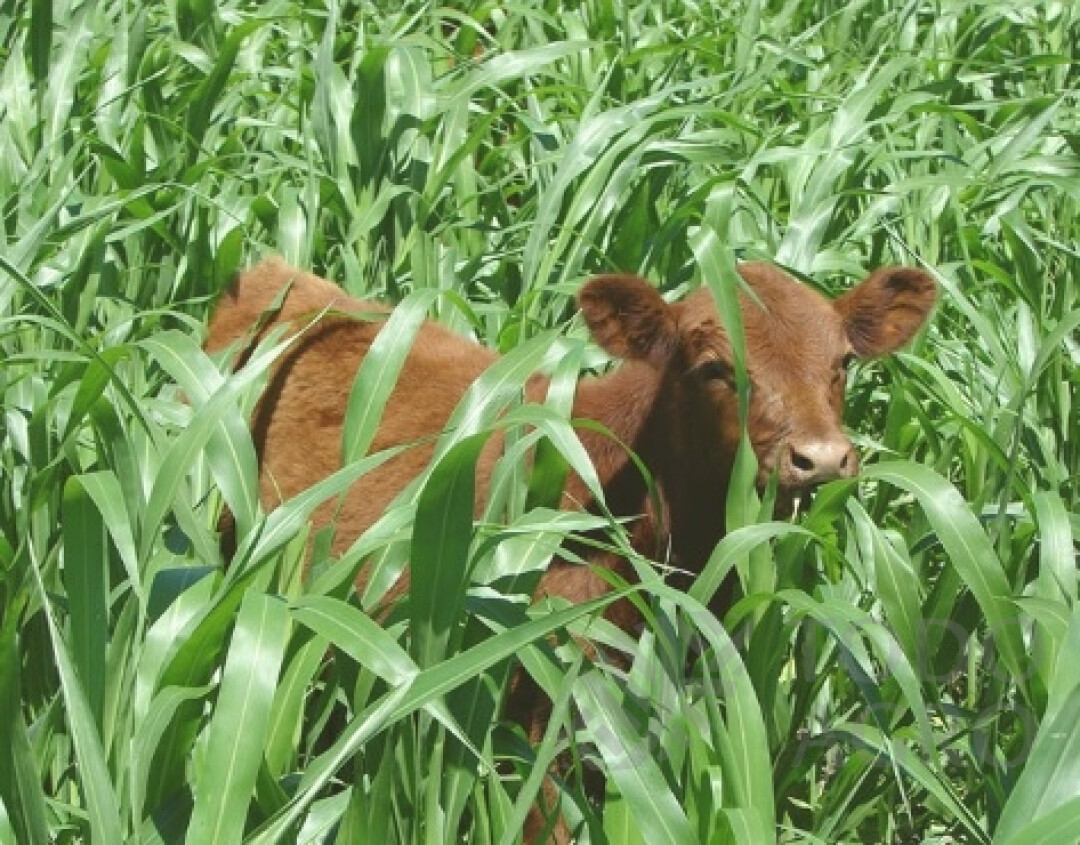 Pasto Ovillo | TODO AGRO