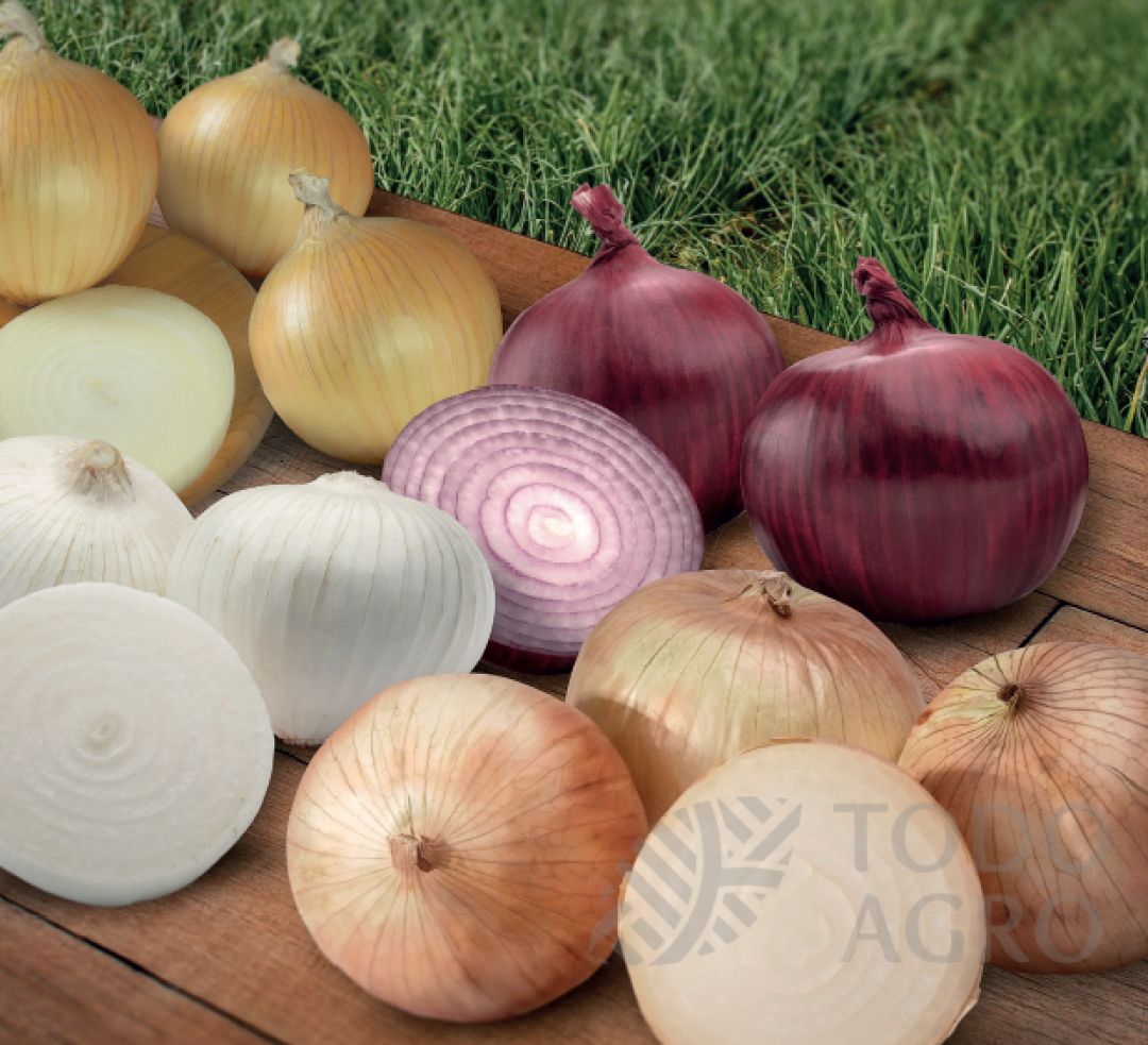 Cebollas | TODO AGRO